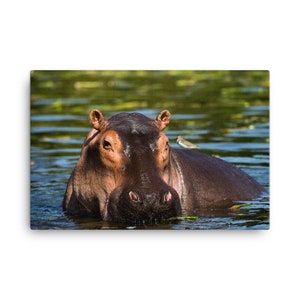 Hippopotamus Canvas, Hippopotamus Wall Canvas Print, Hippopotamus Decor ...