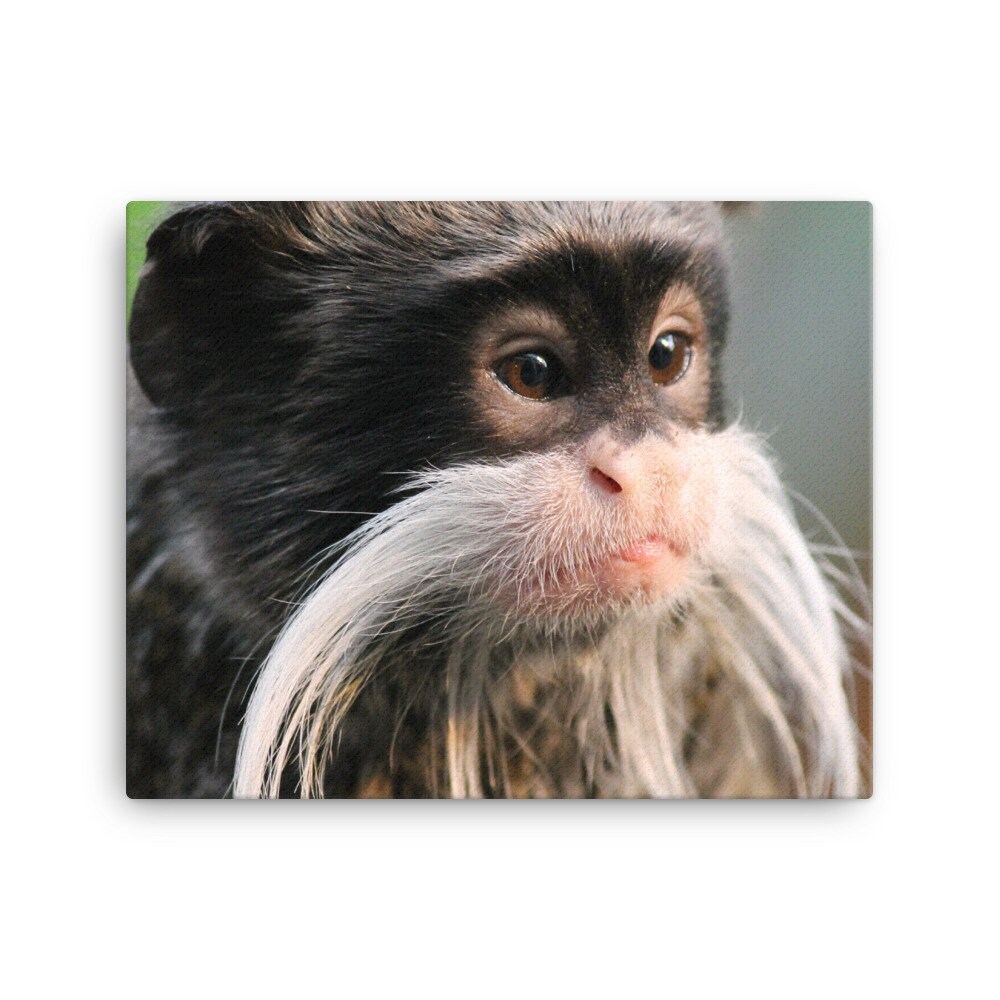 Emperor Tamarin Tongue
