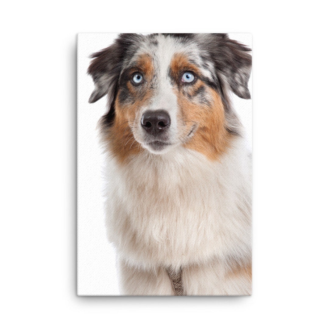 Australian Shepherd Canvas, Australian Shepherd Wall Canvas Print ...