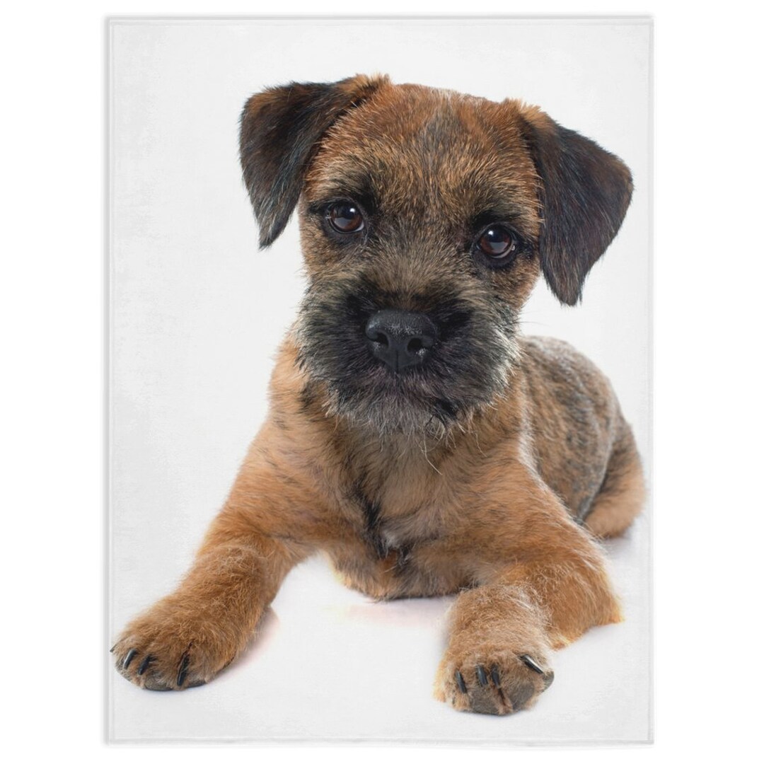 Border Terrier Puppies White