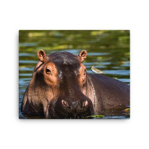 Hippopotamus Canvas, Hippopotamus Wall Canvas Print, Hippopotamus Decor ...