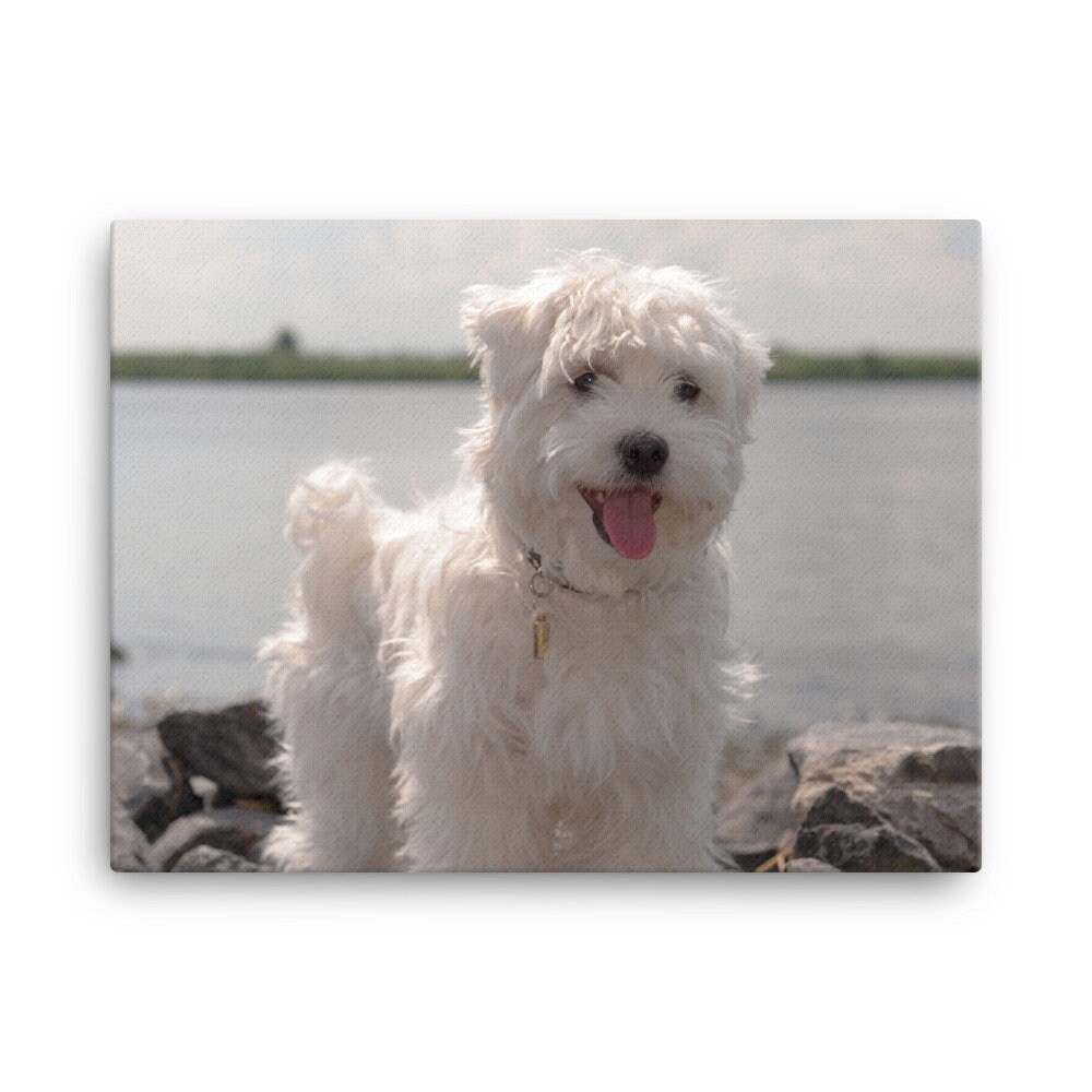 Maltese Canvas Maltese Wall Canvas Print Maltese Decor - Etsy