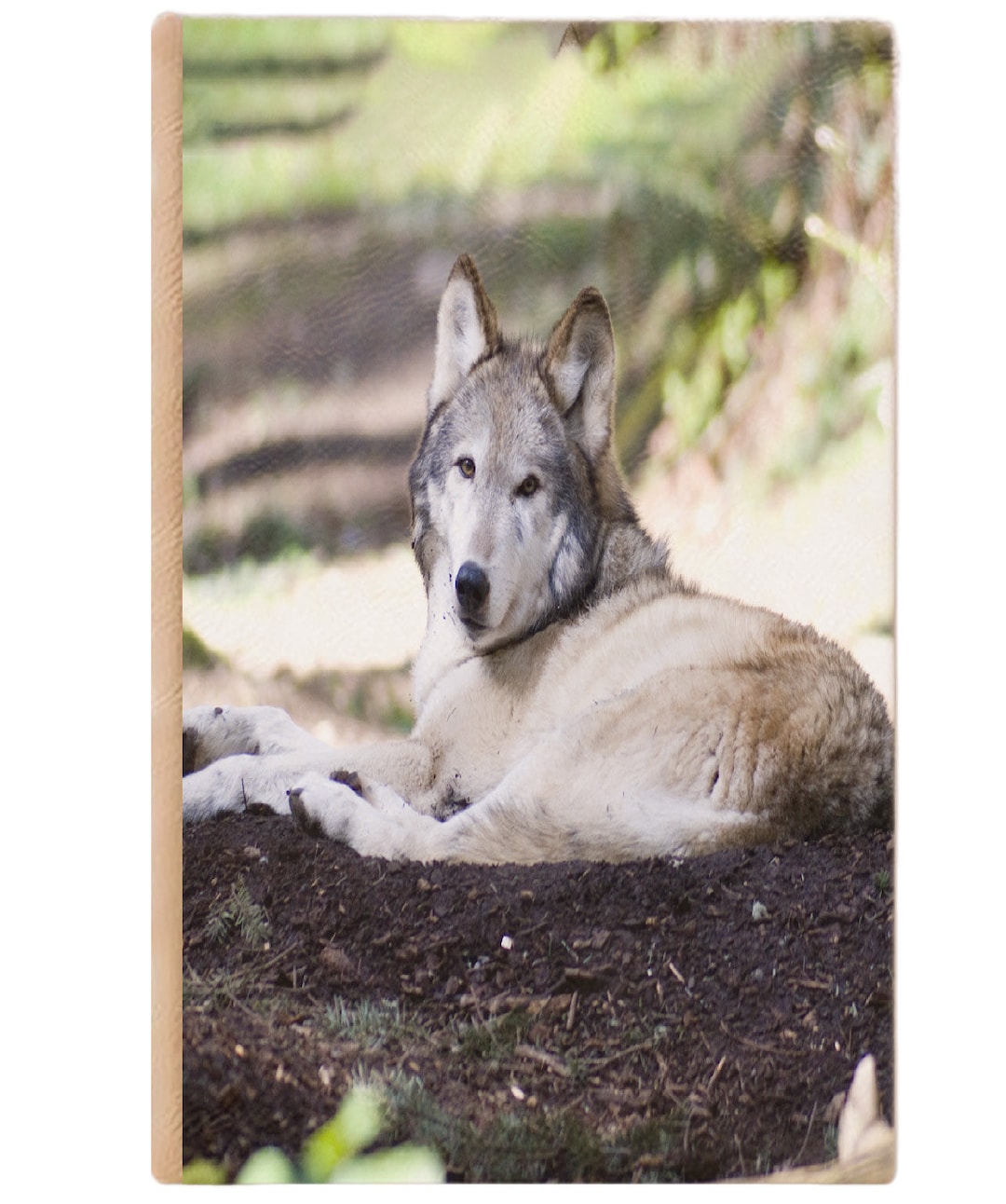 Laying Wolf Notebook, Laying Wolf Journal, Ruled Line Pages, Gift Idea ...