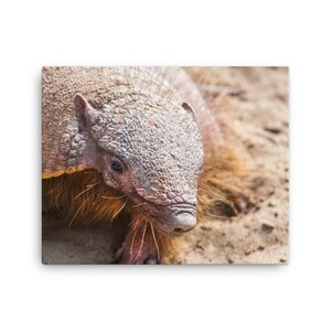 Armadillo Canvas, Armadillo Wall Canvas Print, Armadillo Decor, Portrait, Wall Art, Artwork Wall ...