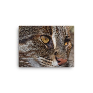 Fishing Cat Canvas, Fishing Cat Wall Canvas Print, Fishing Cat Decor ...