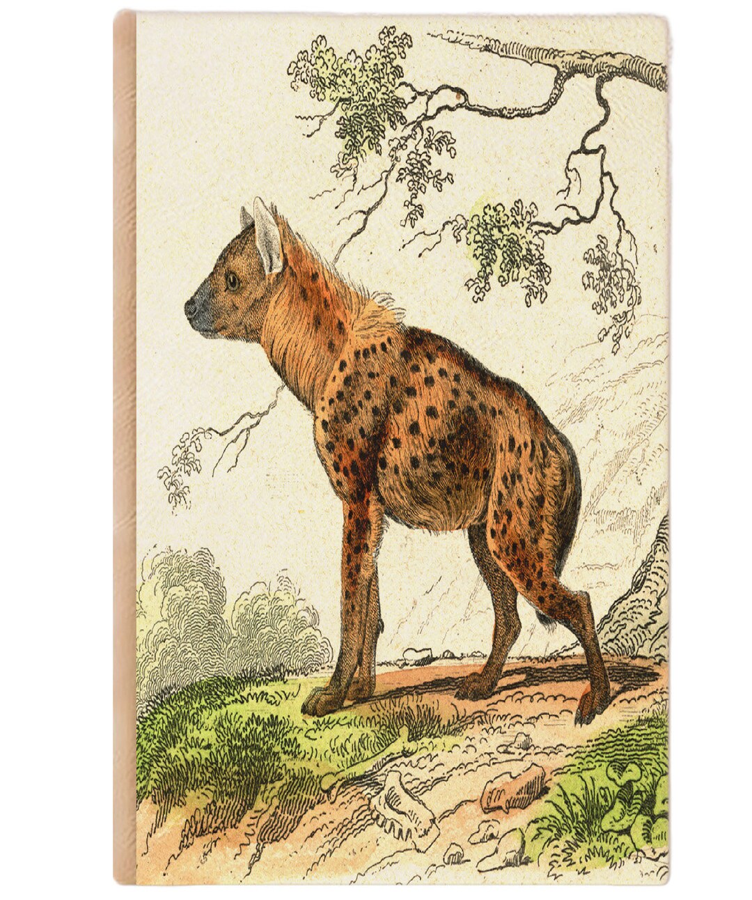 Spotted Hyena Notebook, Spotted Hyena Journal, Ruled Line Pages, Gift ...