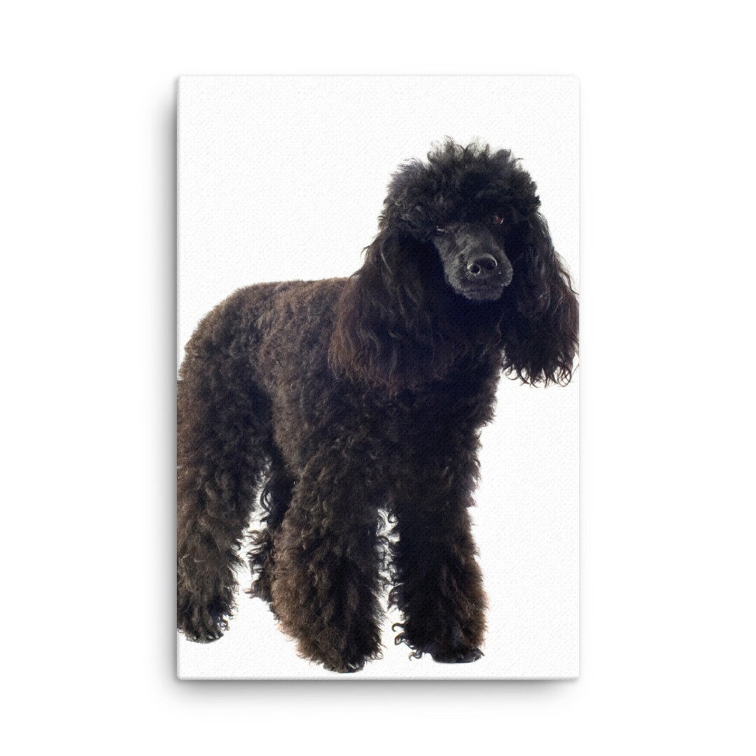 Poodle 2 Canvas, Poodle 2 Wall Canvas Print, Poodle 2 Decor, Portrait ...