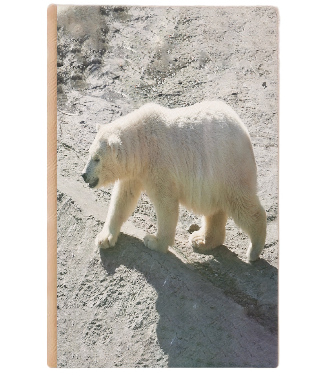 Polar Bear Notebook, Polar Bear Journal, Ruled Line Pages, Gift Idea ...