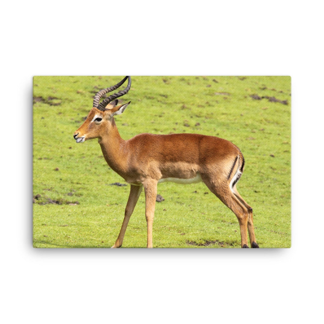 Impala Canvas, Impala Wall Canvas Print, Impala Decor, Portrait, Wall ...