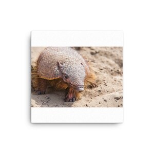 Armadillo Canvas, Armadillo Wall Canvas Print, Armadillo Decor, Portrait, Wall Art, Artwork Wall ...