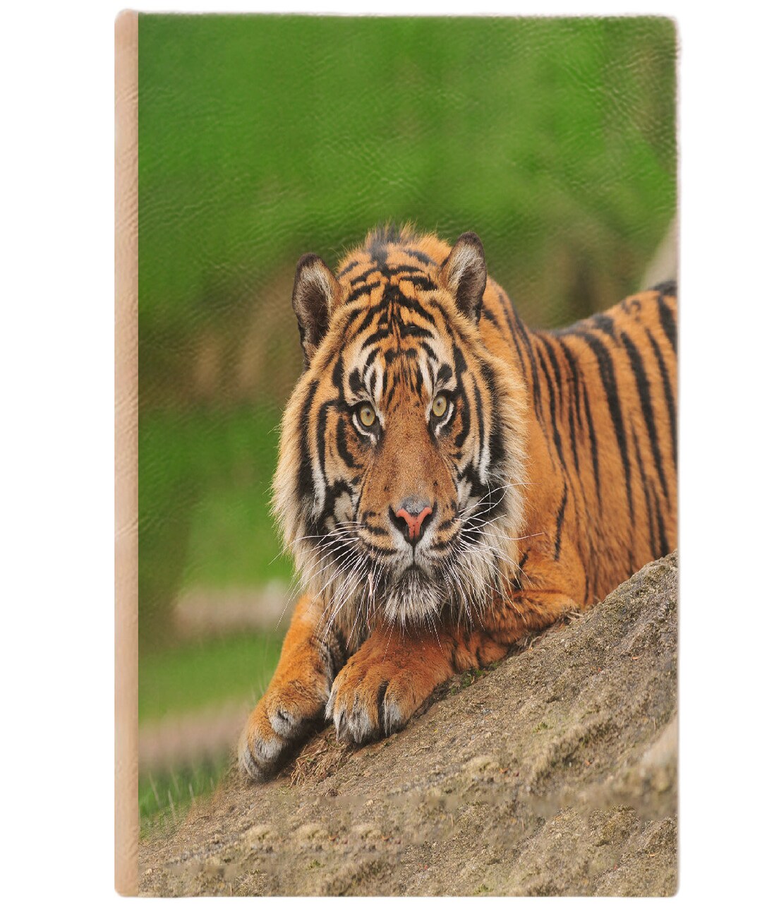 Sumatran Tiger Notebook, Sumatran Tiger Journal, Ruled Line Pages, Gift ...