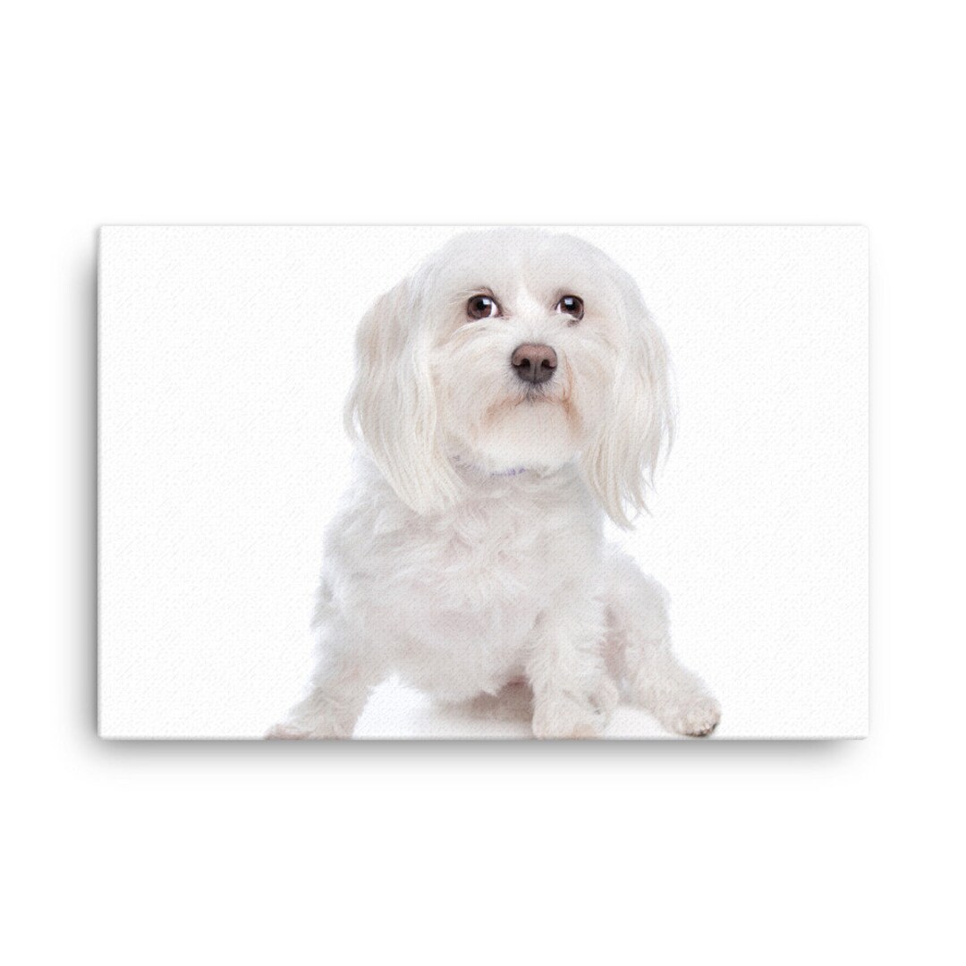 Maltese Canvas, Maltese Wall Canvas Print, Maltese Decor, Portrait ...