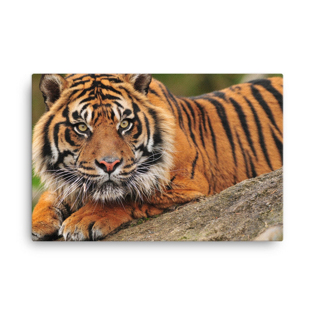 Sumatran Tiger Canvas, Sumatran Tiger Wall Canvas Print, Sumatran Tiger ...