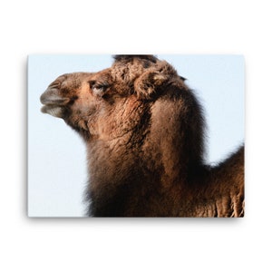 Bactrian Camel Canvas, Bactrian Camel Wall Canvas Print, Bactrian Camel ...