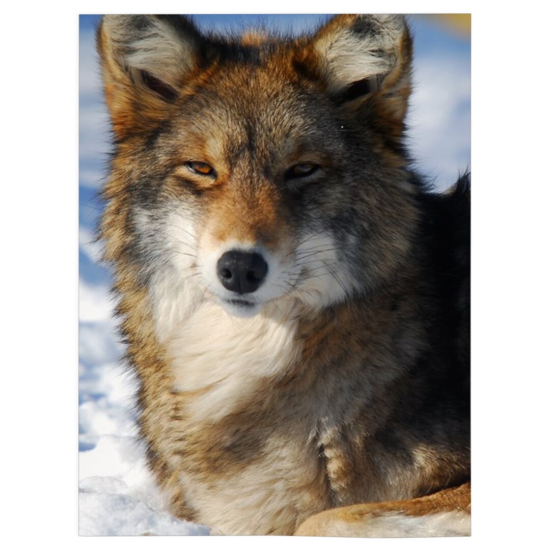 Coyote Blanket, Coyote Lover Gift, Fleece Blanket, Gifts, Personalized ...