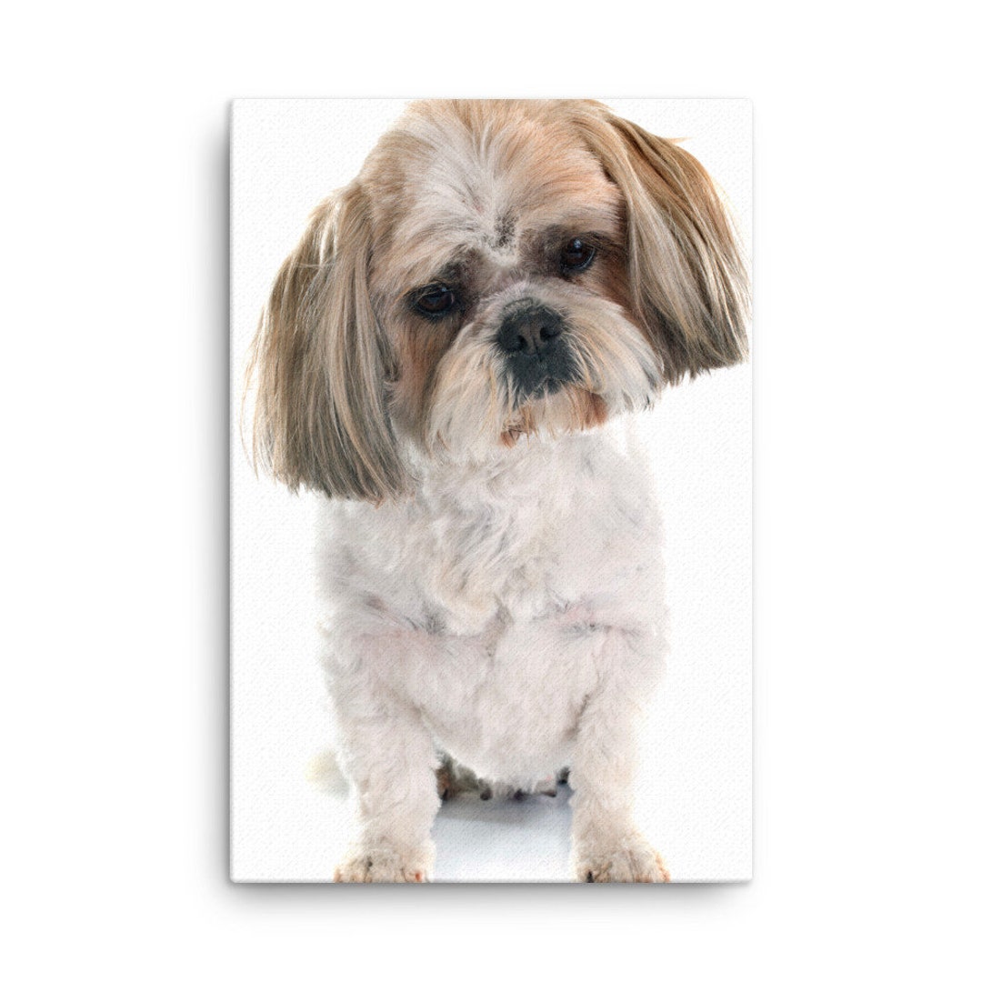 Shih Tzu Canvas, Shih Tzu Wall Canvas Print, Shih Tzu Decor, Portrait ...