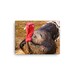 Turkey 3 Canvas, Turkey 3 Wall Canvas Print, Turkey 3 Decor, Portrait ...