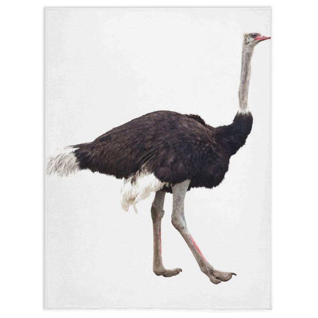 Ostrich Blanket, Ostrich Lover Gift, Fleece Blanket, Gifts ...