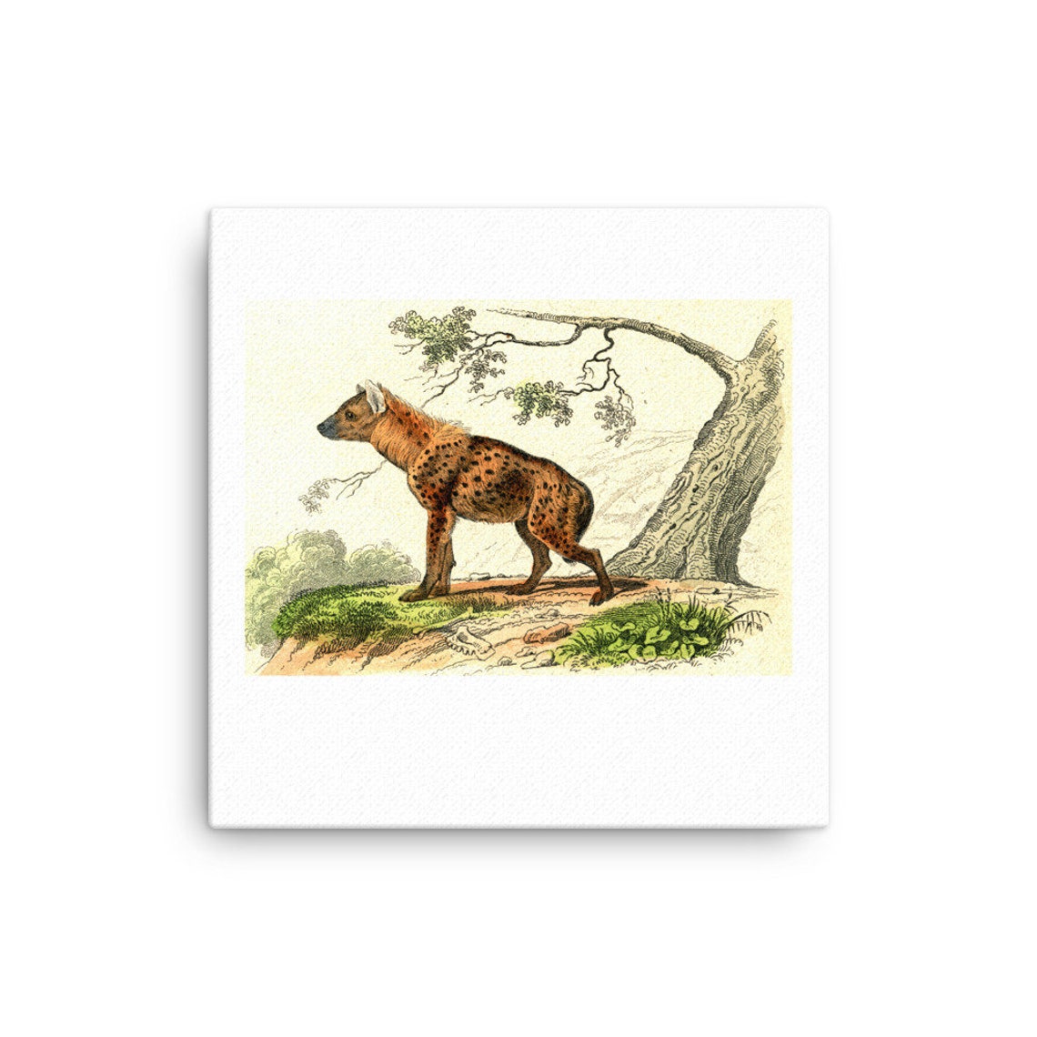 The Spotted Hyena Canvas the Spotted Hyena Wall Canvas - Etsy