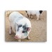 Pig 1 Canvas Pig 1 Wall Canvas Print Pig 1 Decor Portrait - Etsy