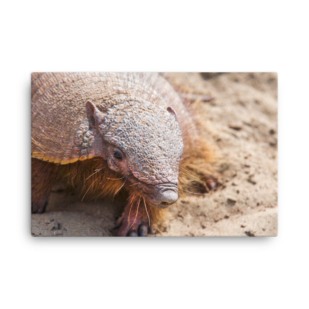 Armadillo Canvas, Armadillo Wall Canvas Print, Armadillo Decor, Portrait, Wall Art, Artwork Wall ...