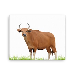 Banteng With Green Grass Isolated Canvas, Wall Canvas Print, Decor, Portrait, Wall Art, Artwork ...