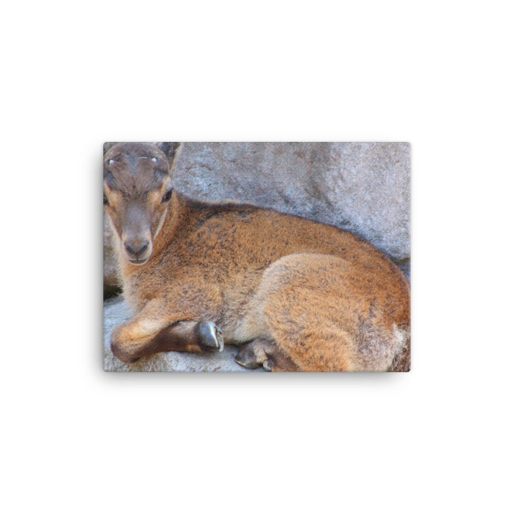 Markhor Canvas Markhor Wall Canvas Print Markhor Decor - Etsy