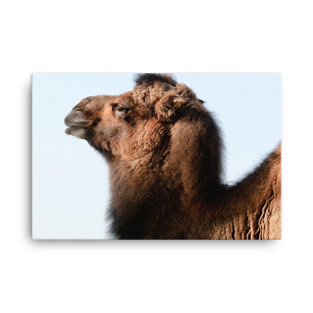 Bactrian Camel Canvas, Bactrian Camel Wall Canvas Print, Bactrian Camel ...