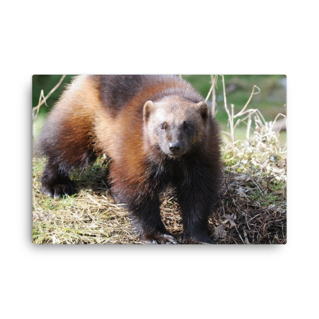 Wolverine Canvas, Wolverine Wall Canvas Print,wolverine Decor, Portrait ...