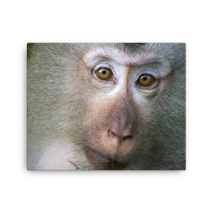 Macaque Monkey Canvas Macaque Monkey Wall Canvas Print - Etsy