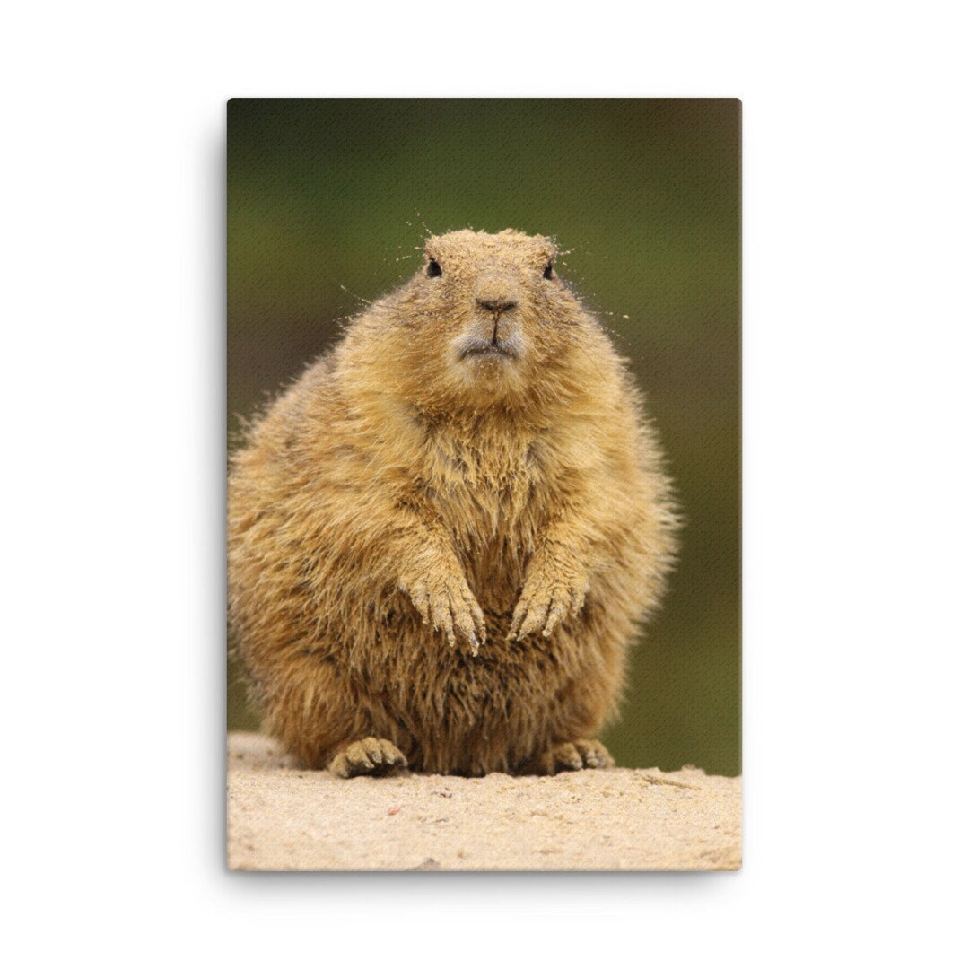 Prairie Dog , Canvas, Prairie Dog Wall Canvas Print, Prairie Dog Decor ...