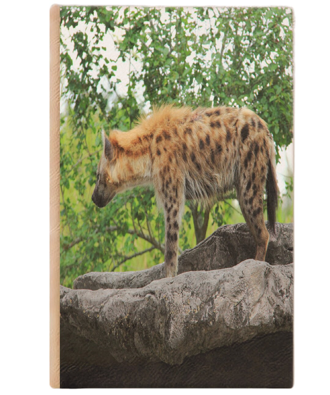 Hyena Notebook, Hyena Journal, Ruled Line Pages, Gift Idea, Gratitude ...