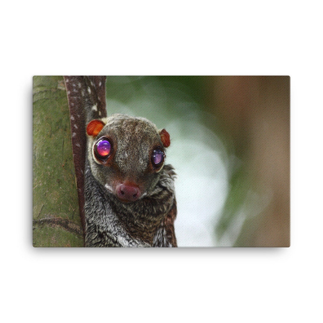 Colugo Portrait Canvas, Colugo Portrait Wall Canvas Print, Colugo ...