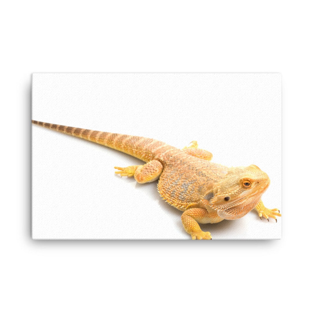 Bearded Dragon Canvas, Bearded Dragon Wall Canvas Print, Bearded Dragon ...