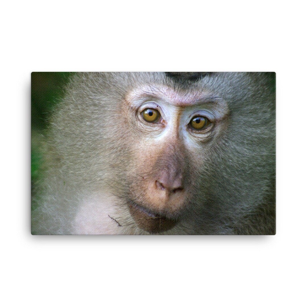 Macaque Monkey Canvas Macaque Monkey Wall Canvas Print - Etsy