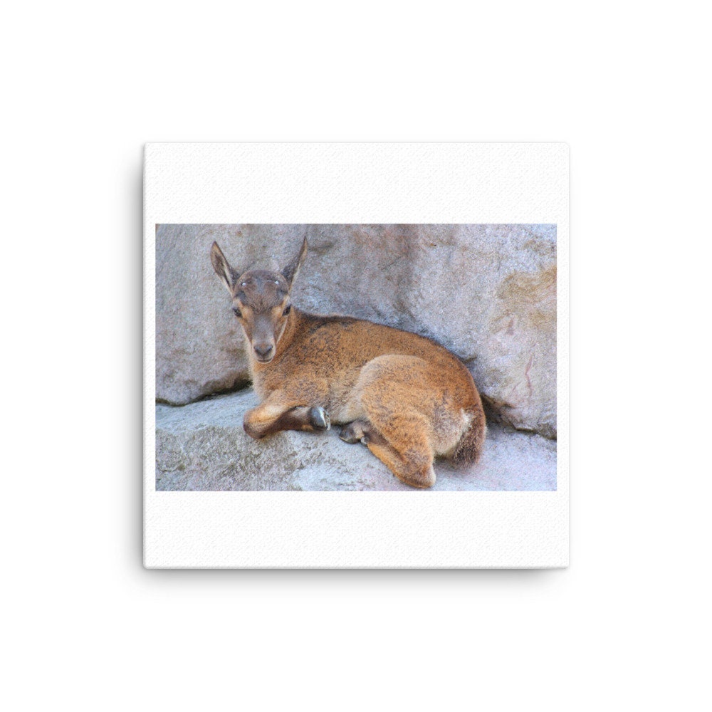 Markhor Canvas Markhor Wall Canvas Print Markhor Decor - Etsy