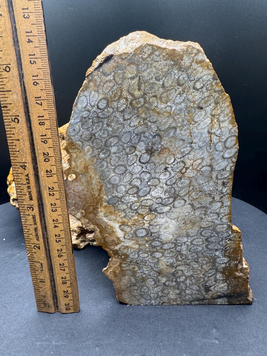 Outstanding Fossil Coral Cut Rough! Cut on Two Sides. 11.5 Pounds. 7.5 ...