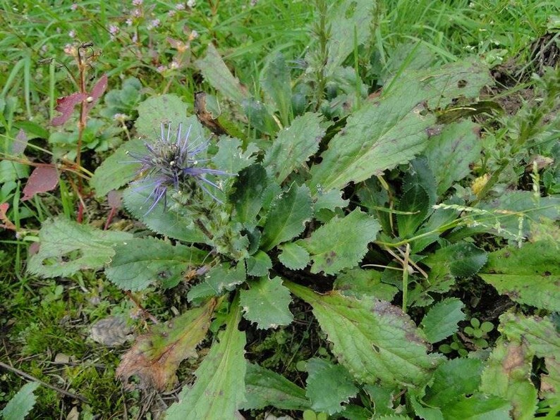 Kutki Root Tincture, Kutki Picrorrhiza Root,kutki Whole Dry Root ...