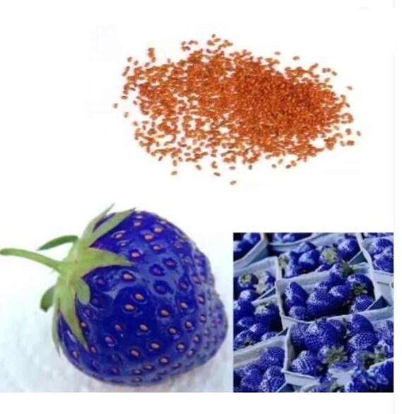Blue Strawberry Seeds