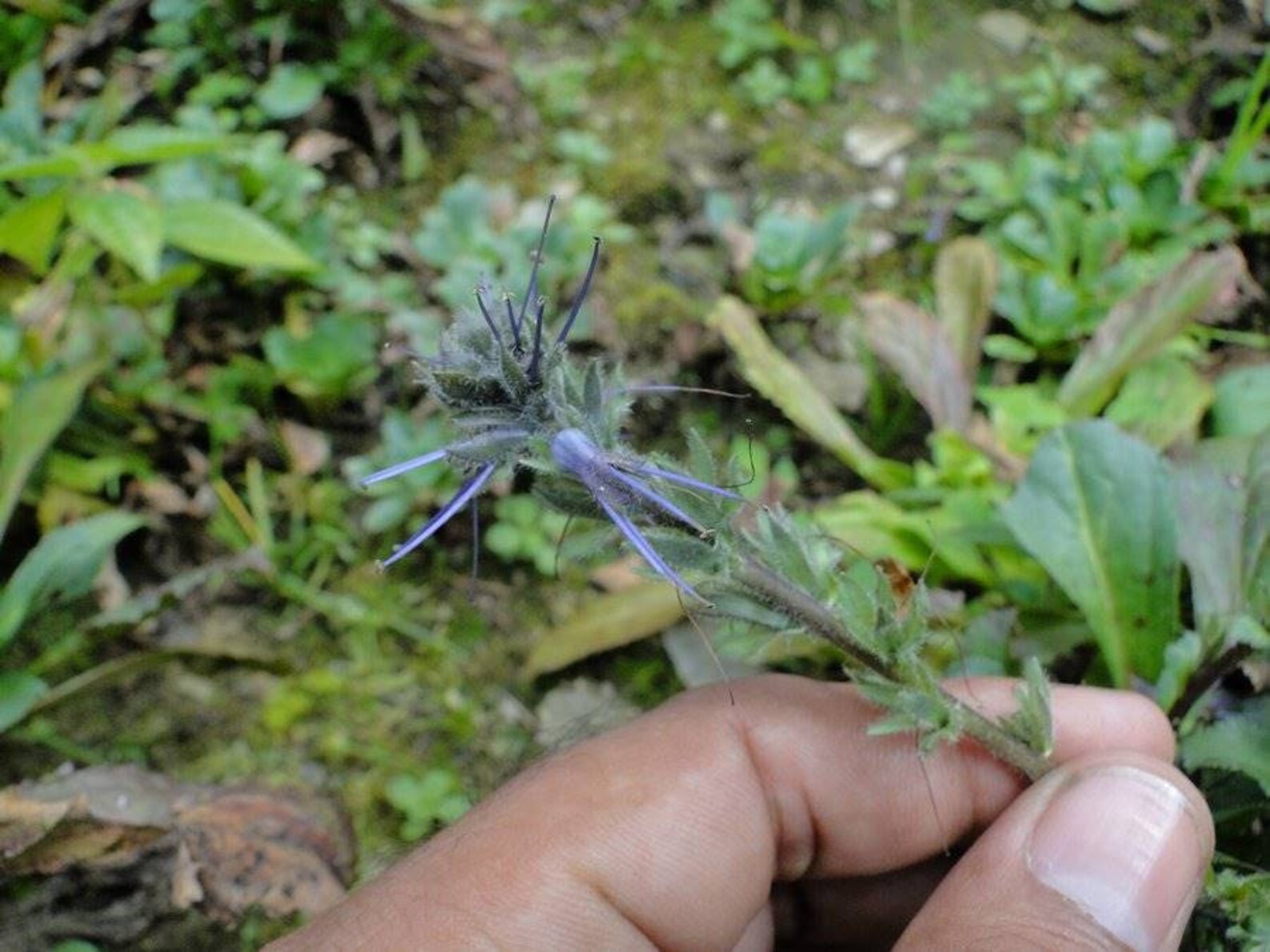 Kutki Root Tincture, Kutki Picrorrhiza Root,kutki Whole Dry Root ...