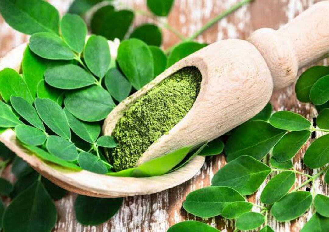 Moringa Drum Stick Horseradish Moringa Oleifera - Etsy