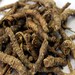 Kutki Root Tincture, Kutki Picrorrhiza Root,kutki Whole Dry Root ...