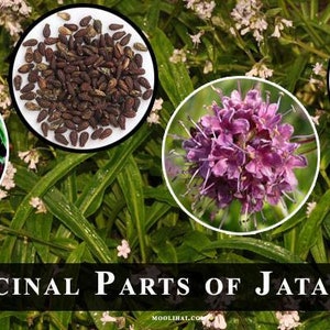 Organic Jatamansi Root, 100% Natural Jatamansi Powder, Nardus Root ...