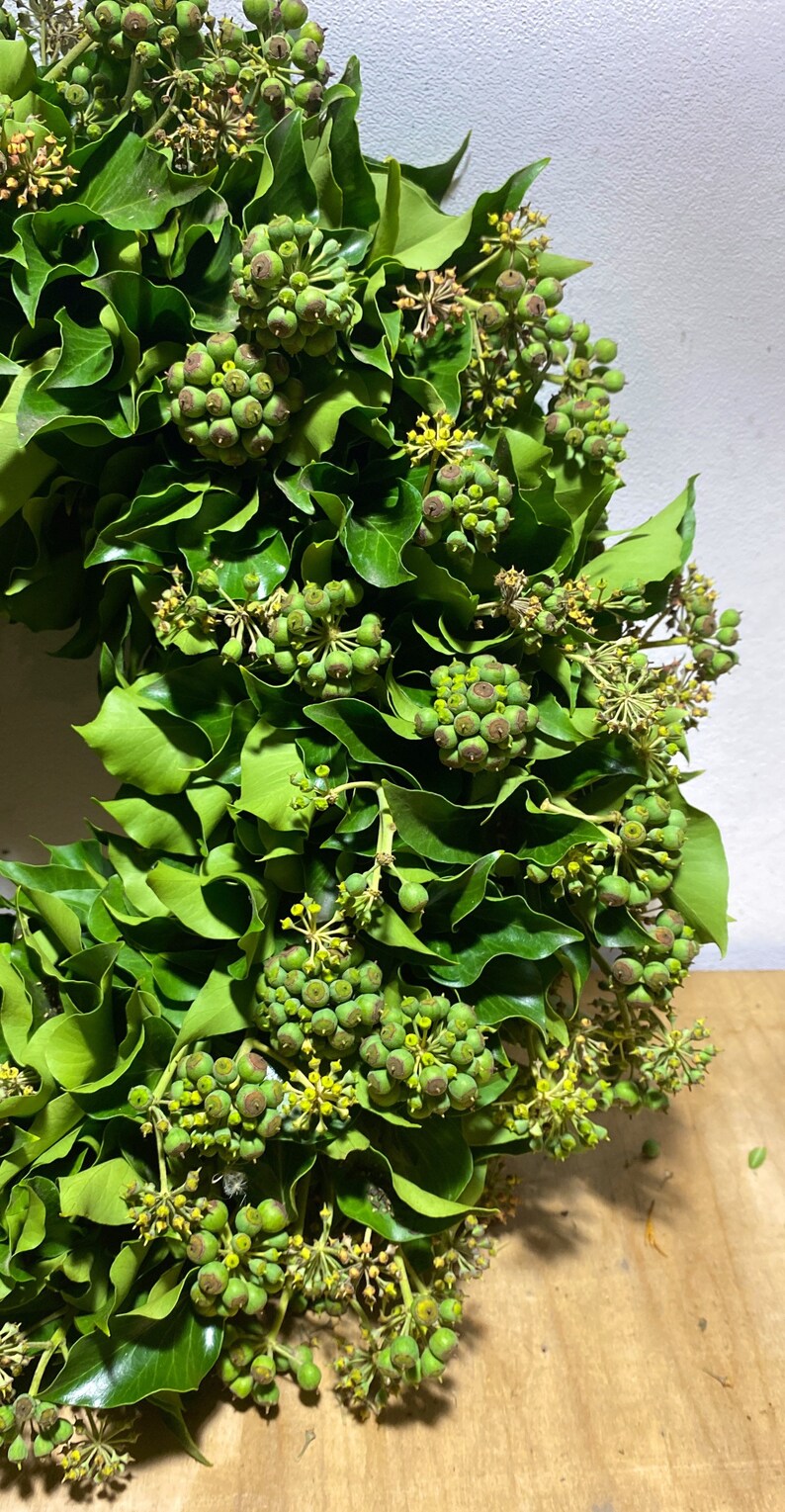 Frischer Efeukranz Türkranz Naturkranz Blätterkranz 40cm - Etsy.de