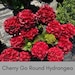 Cherry-go-round™ Hydrangea | Compact Reblooming Mophead | Bright Red ...