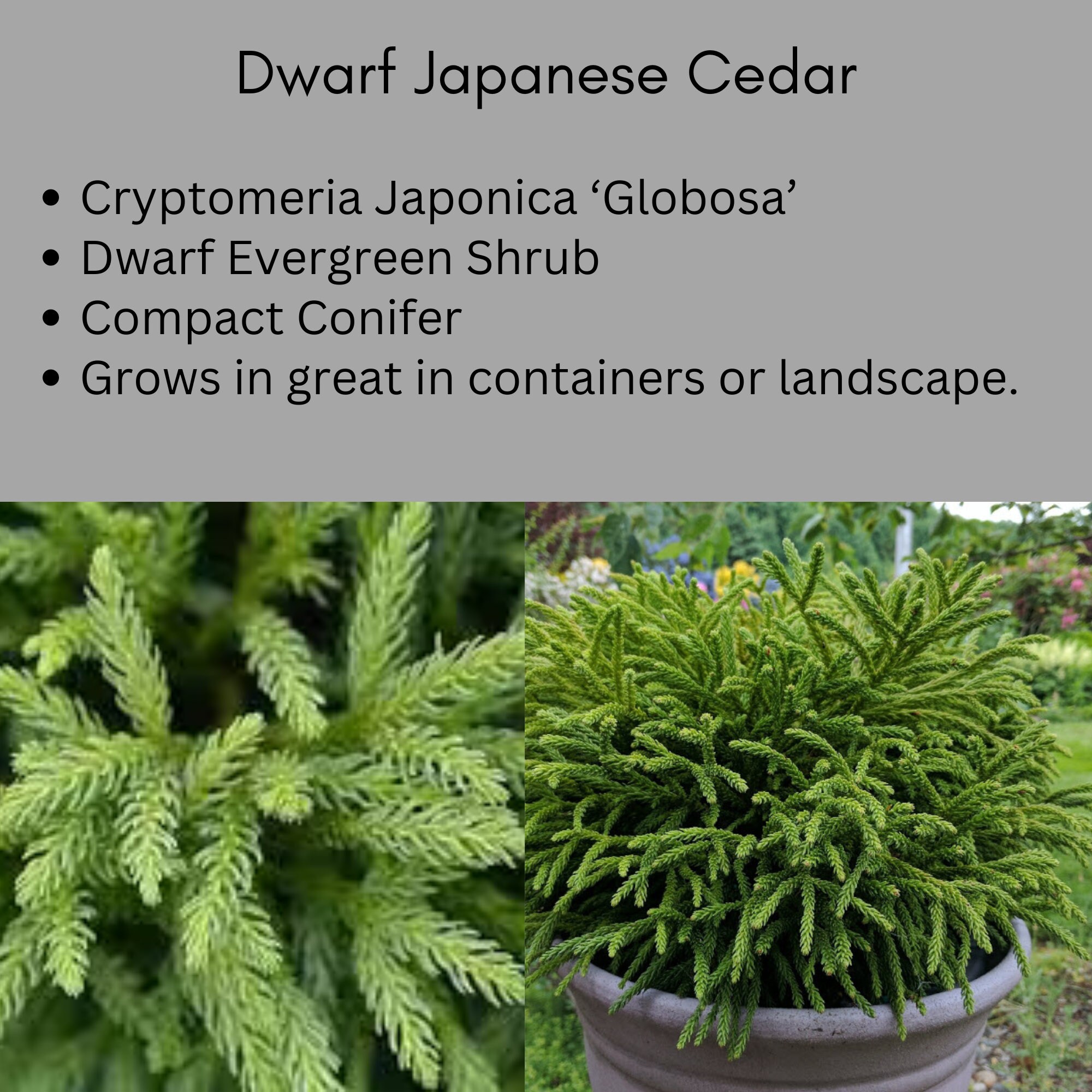 Dwarf Japanese Cedar | Cryptomeria Globosa | Available 3 Different ...
