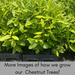 HYBRID CHESTNUT TREES, Fast Growing Shade Tree, Produces Chestnuts ...
