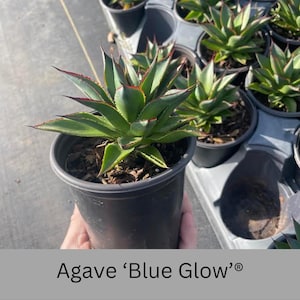 Agave 'blue Glow'® | 1 Quart Containers | Evergreen Succulent | Full ...