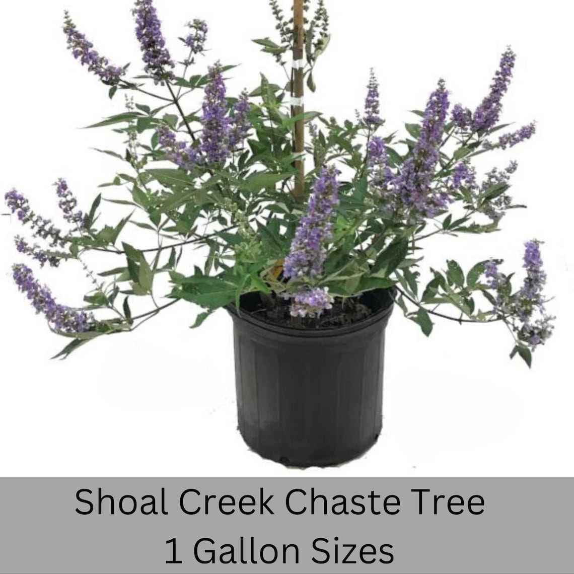 Shoal Creek Chaste Tree – Fast Growing, Pollinator Friendly Flowering ...