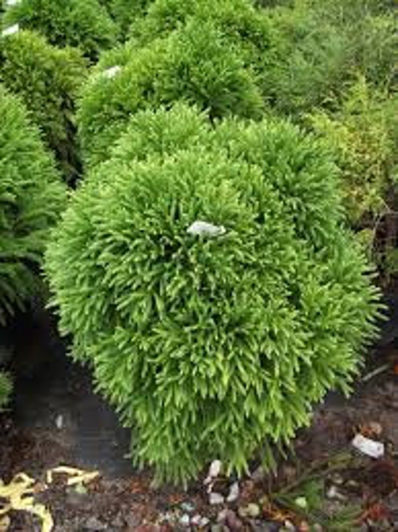 Dwarf Japanese Cedar Cryptomeria Globosa Nana 1 3 & 7 - Etsy